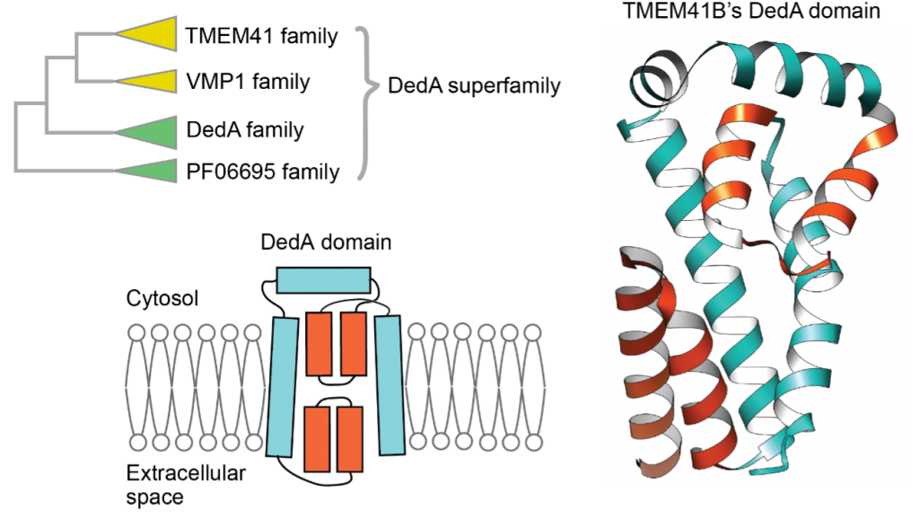 Evolution and insights into the structure and function of the DedA ...